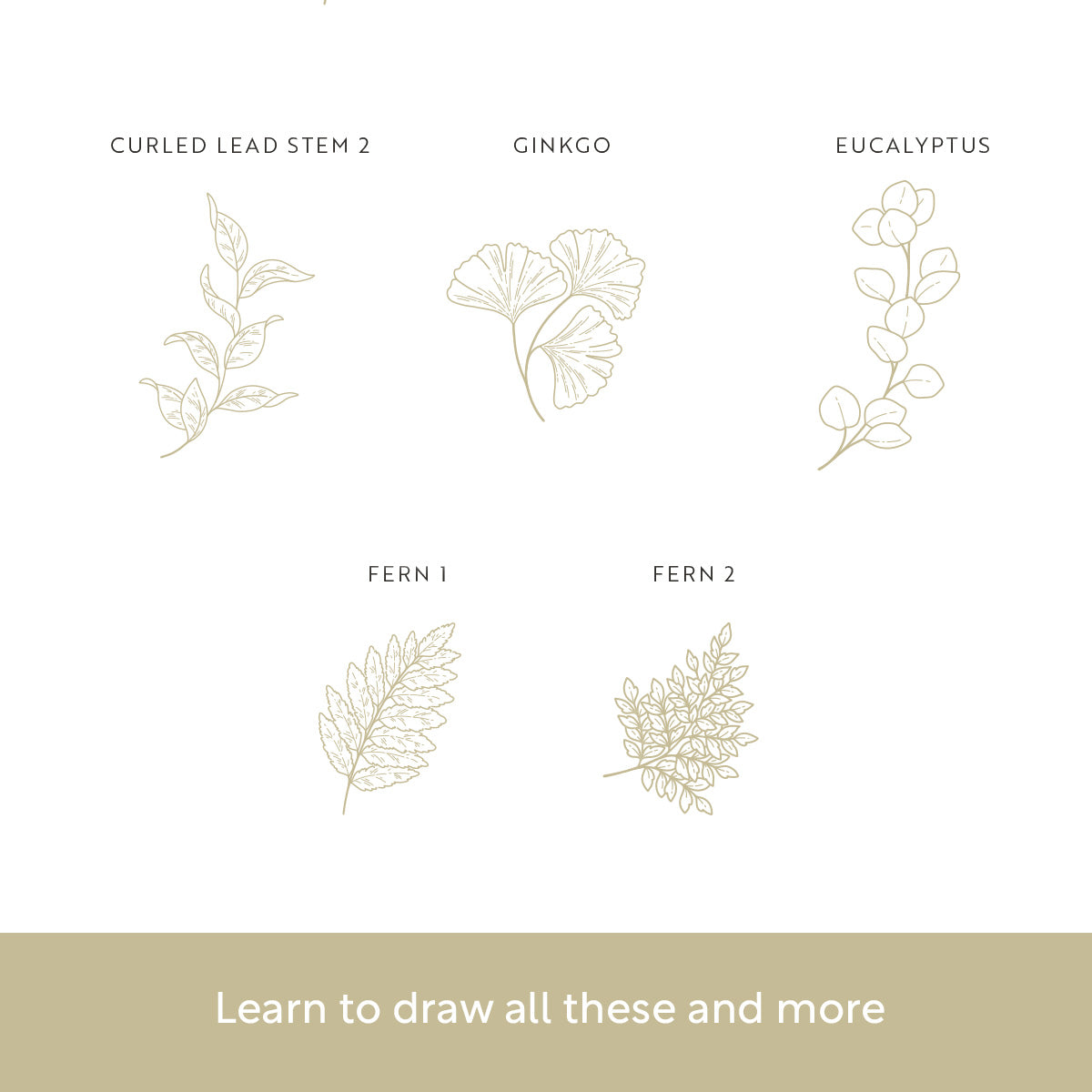 Drawing Guide: Foliage & Greenery – Tom's Studio